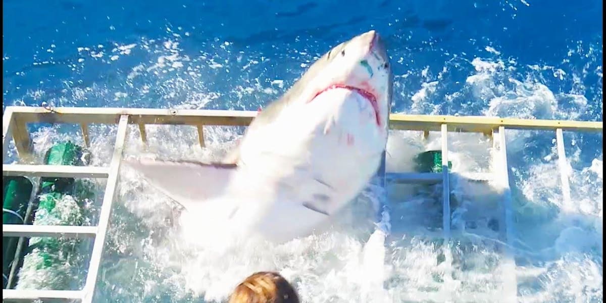 This is what happens when a shark dive goes wrong