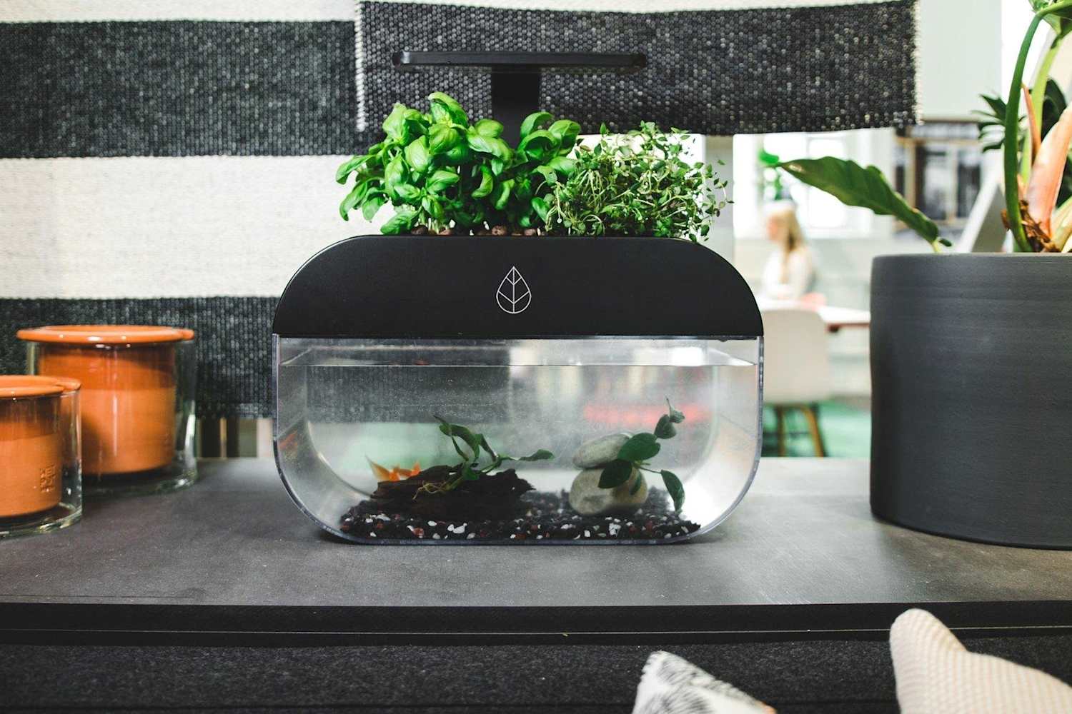 Ecobloom: The futuristic miniature greenhouse