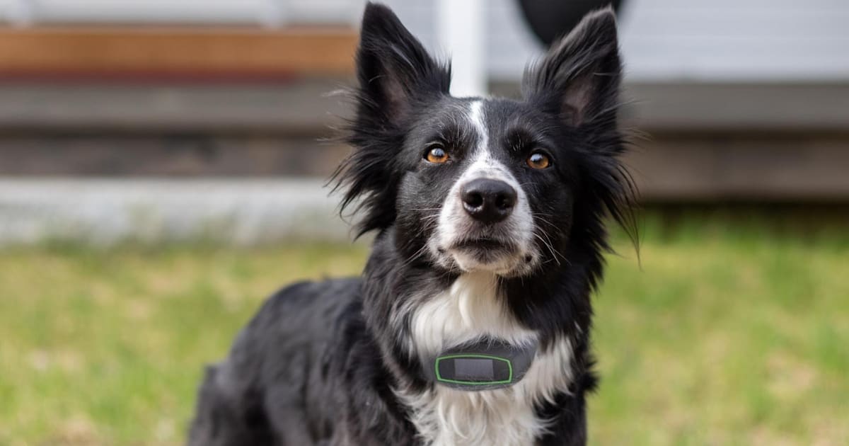SpotOn: High-tech dog tracking collar and app – info