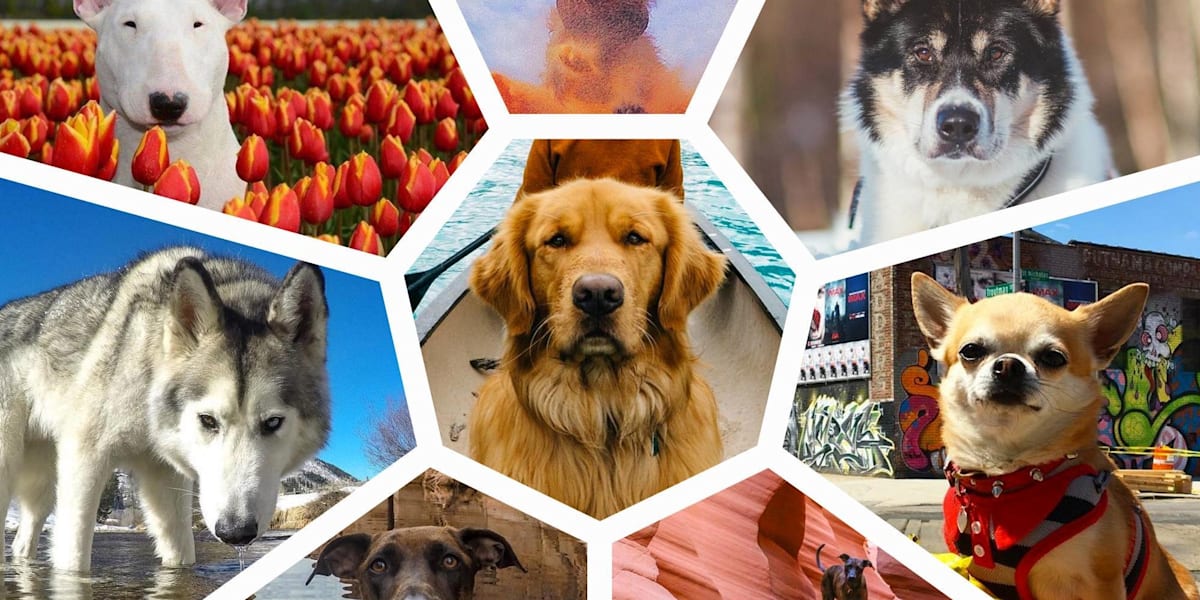 Adventure dogs: Top 8 dog superstars on Instagram