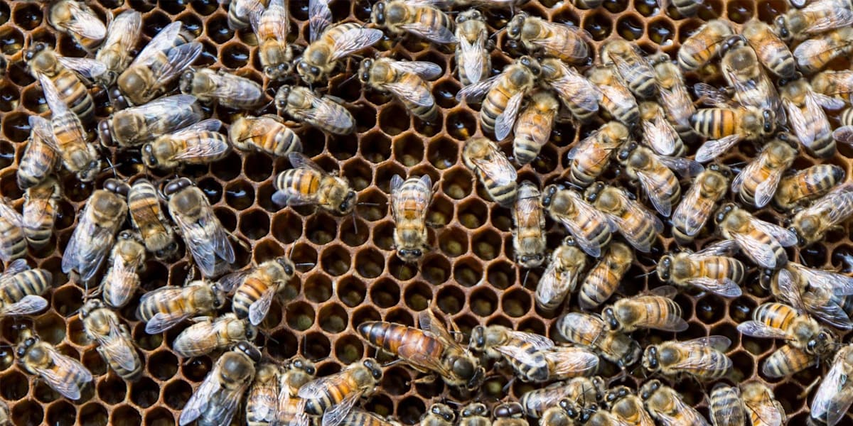 Che cos'è 3bee, la start-up che cura le api