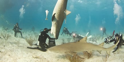 Best sharks to swim with: Top 6 | Red Bull Adventure