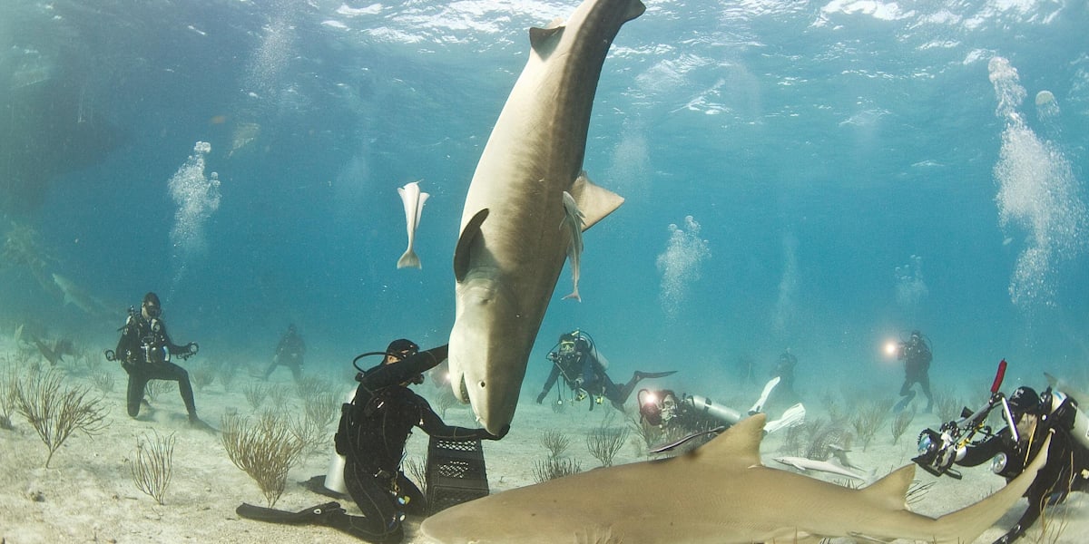 Nadar con tiburones | 6 tiburones que te sorprenderán