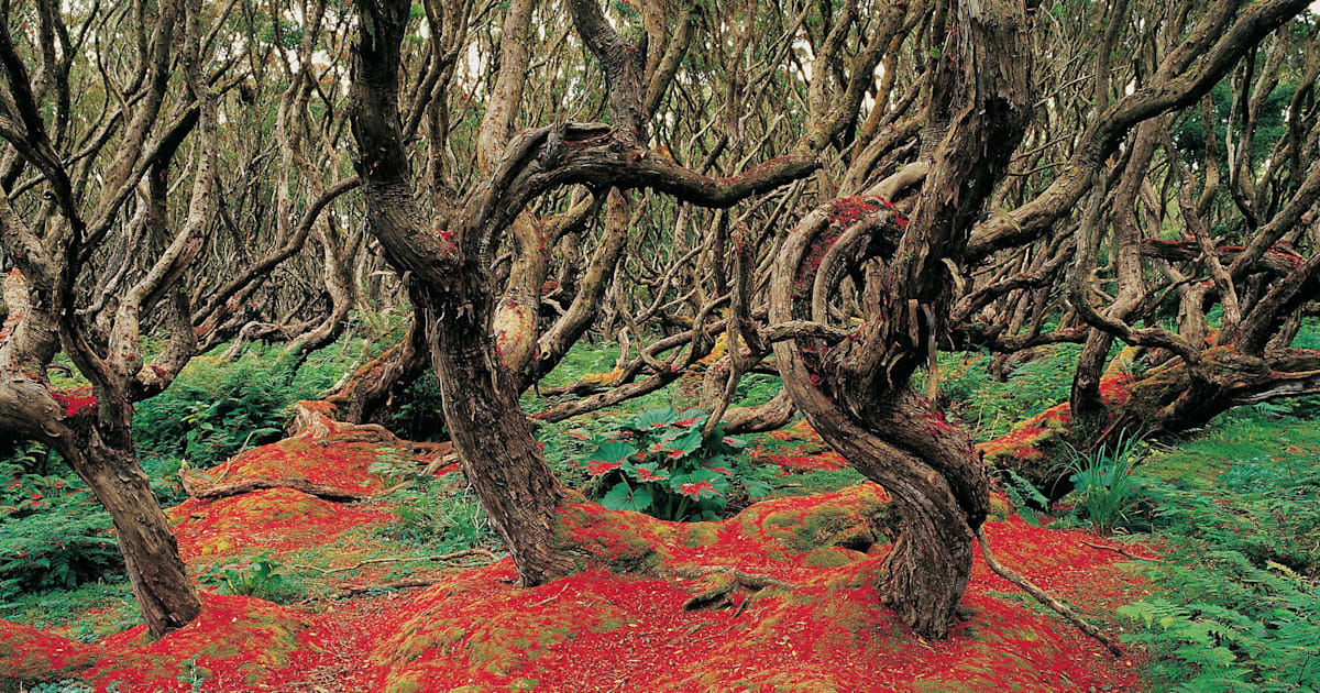 Magical Forests: 10 beautiful woods you need to explore