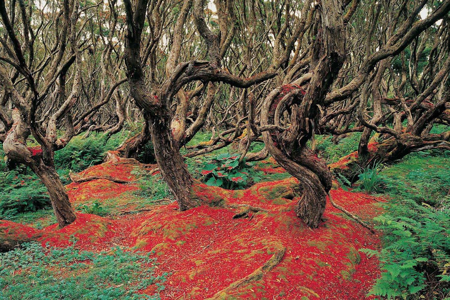 Los 10 mejores bosques del mundo para visitar