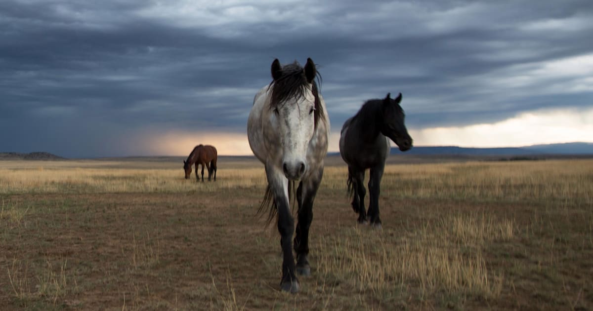 Unbranded: vídeo película de aventura Salvaje Oeste