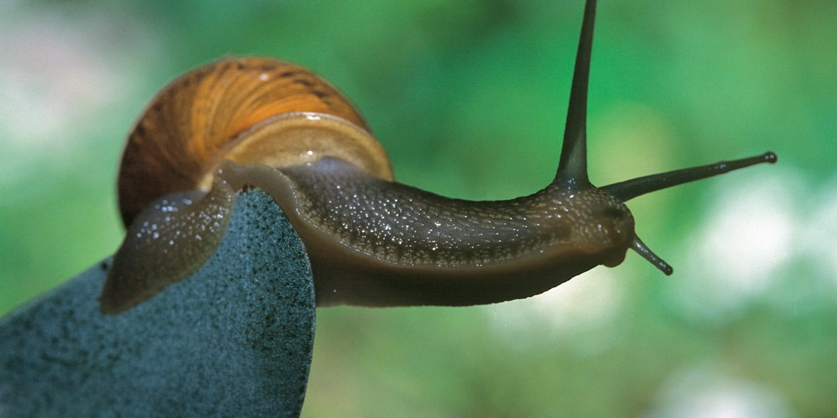 Creepy Fingers: Ozzie Wright, Dean Morrison – surfing