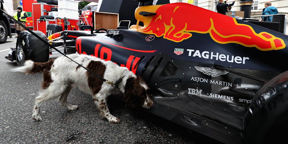 Twarzą w twarz z Godzillą – zwierzęta w świecie F1