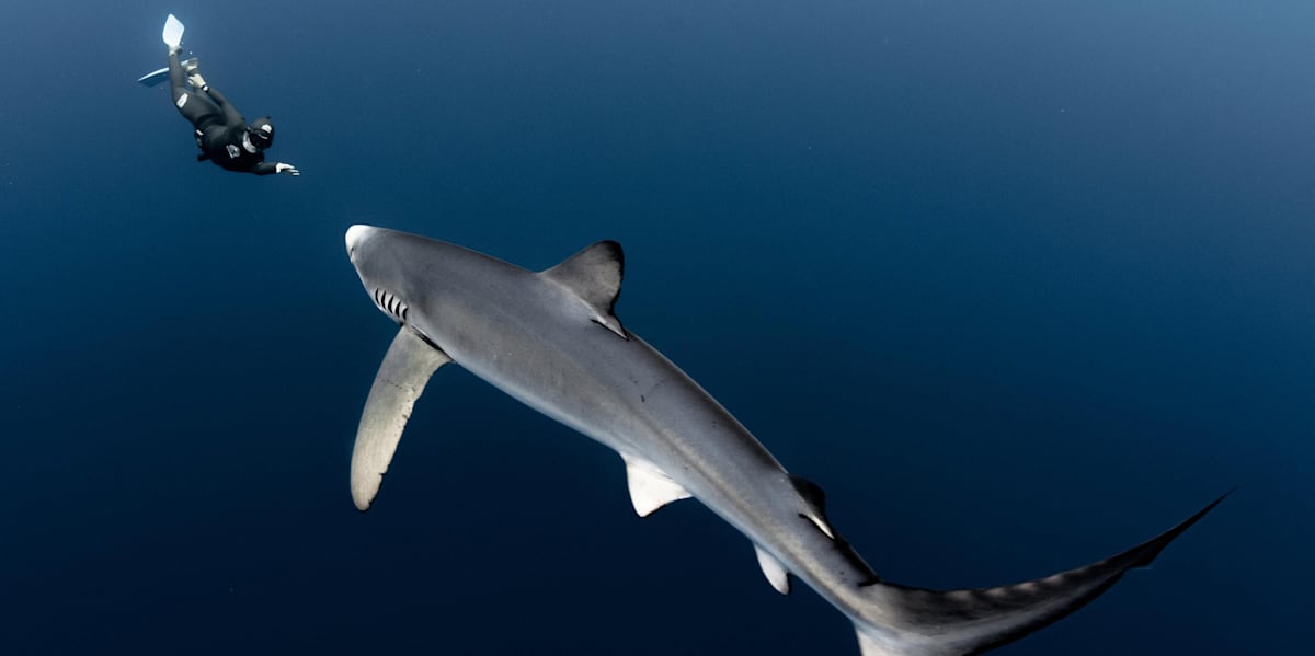 Freediving z największymi drapieżnikami oceanów