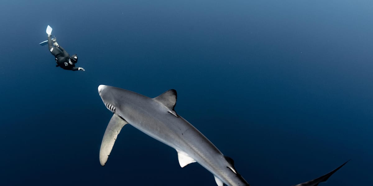 Freediving: Get up close to sharks and whales