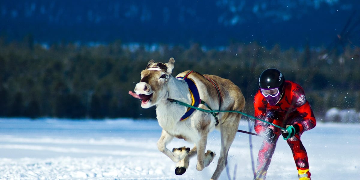 Reindeer racing: 5 interesting facts you need to know