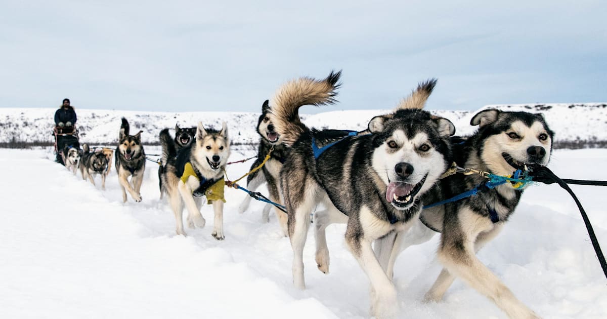 sled dog dash
