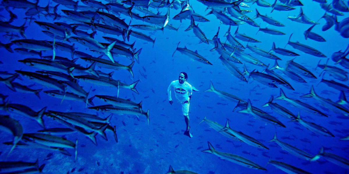 Freediving with fish +++video+++ Up close with wildlife
