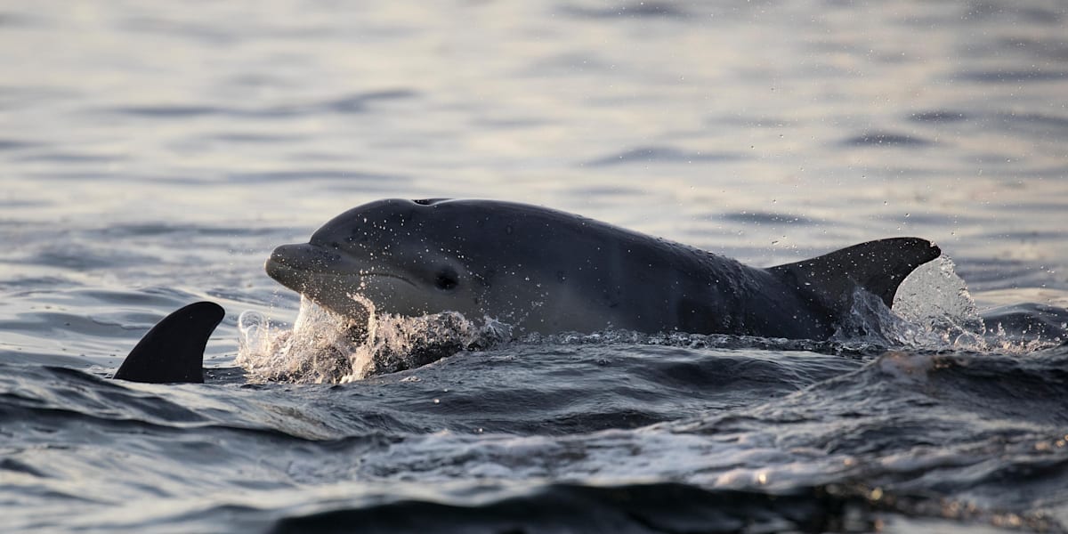 Marine life encounters on the Great British Swim