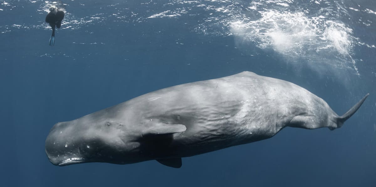 Freediving: Alex Roubaud, in apnea con i capodogli