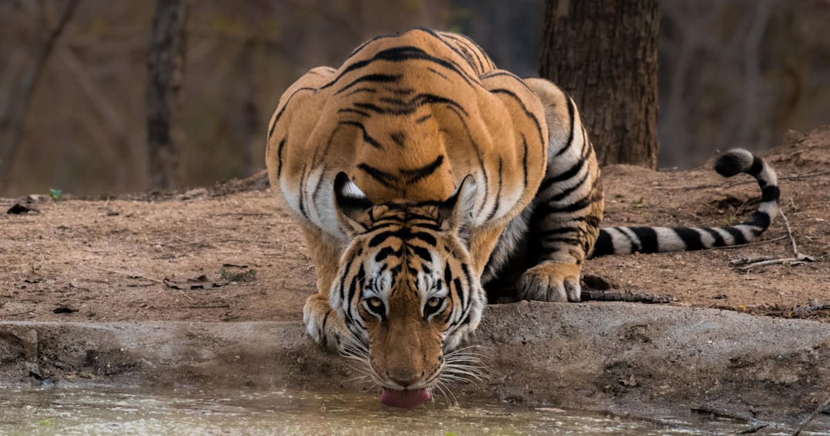 durga tiger documentary