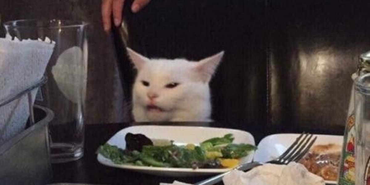 El Gato Del Meme Del Momento Tiene Instagram Y Sus Fotos, 40% OFF