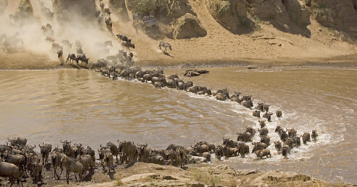 The wildest animal migrations