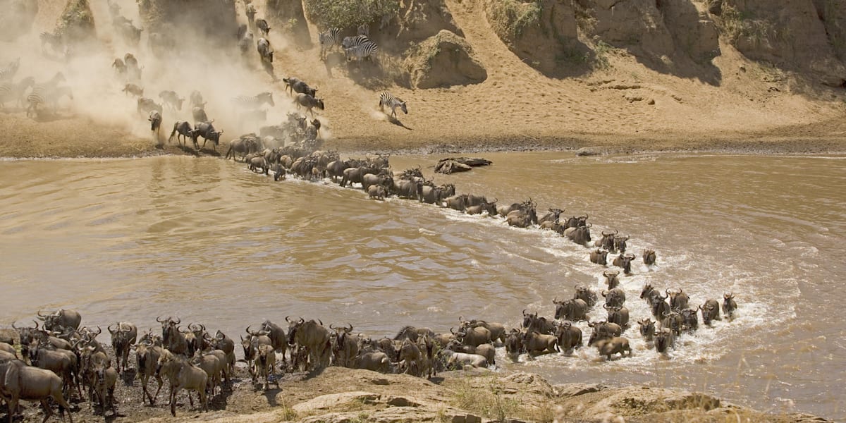 Las mayores migraciones del mundo animal
