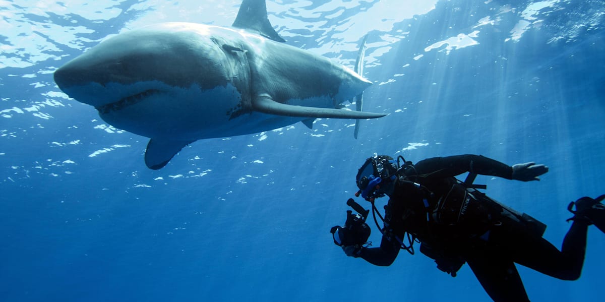 Shark Week Craziest Stories