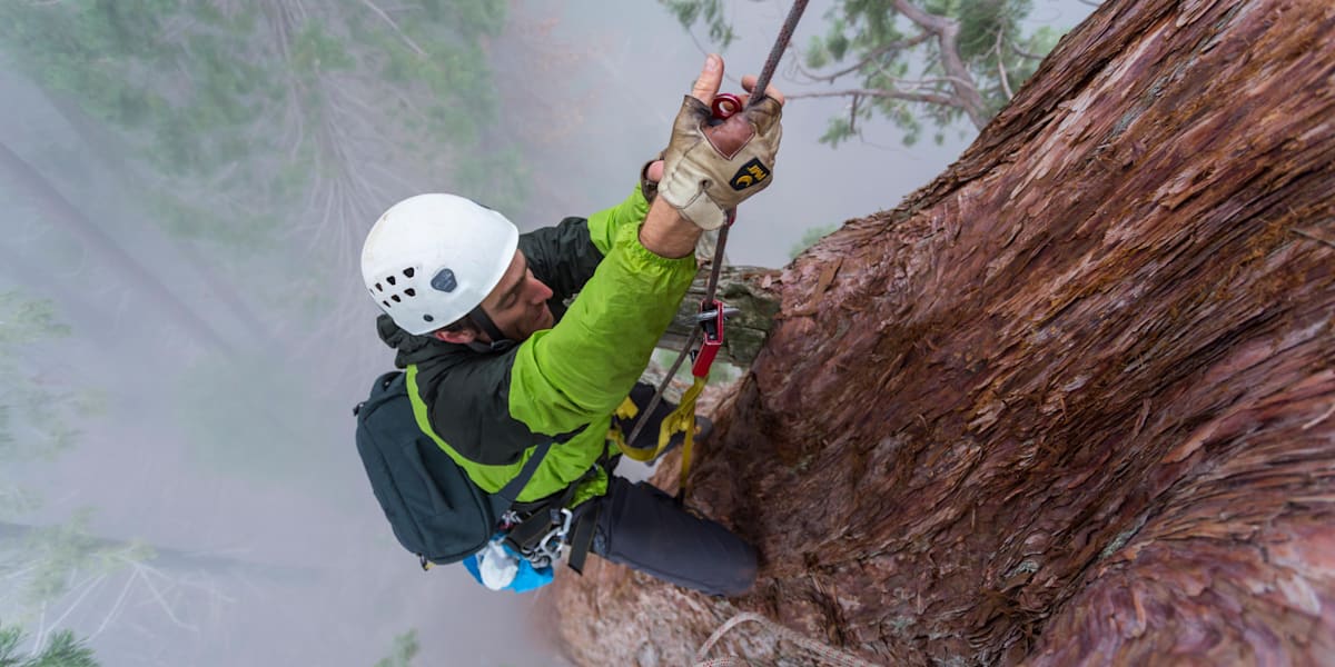 Trepar a los árboles: 7 tipos diferentes