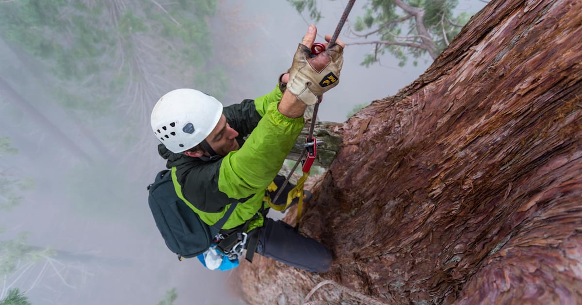 Best climbing trees: 7 amazing types you can climb