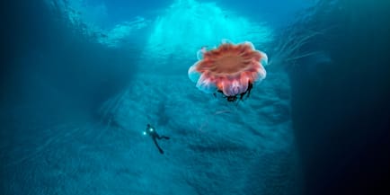 13 imagini subacvatice care te ademenesc in ocean