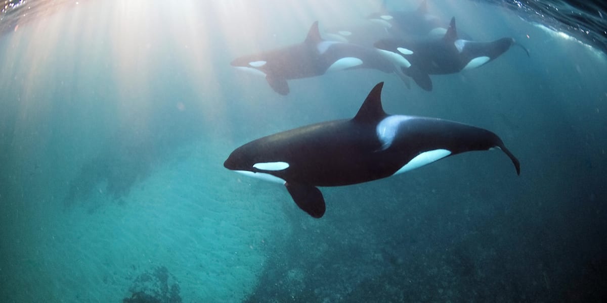 Freediving With Orca Whales Adventure Video and Photos