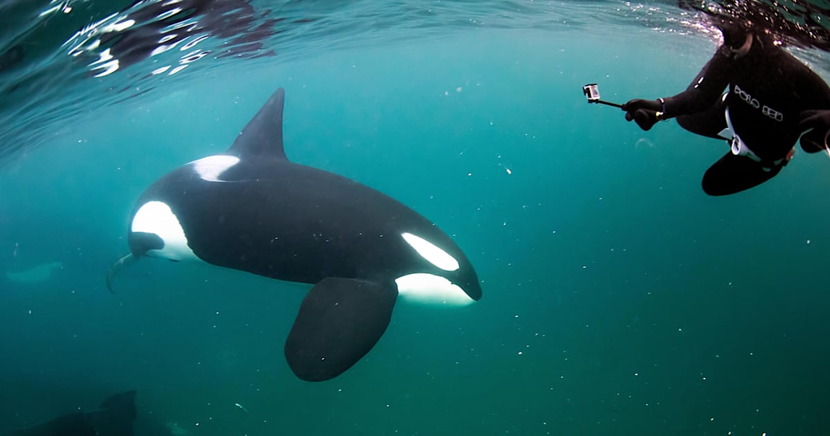 Freediving with orcas *video/photos* Red Bull Adventure