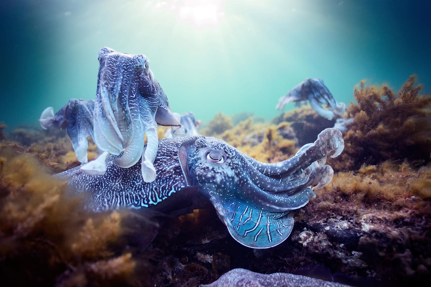 Blue Planet 11: What we know