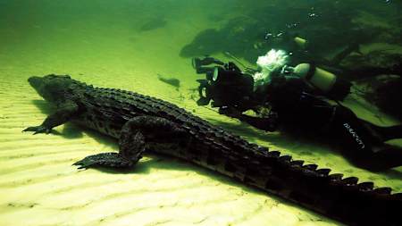 crocodiles attack underwater
