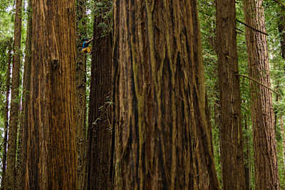 How to climb trees: Dave Katz reveals his pro tricks