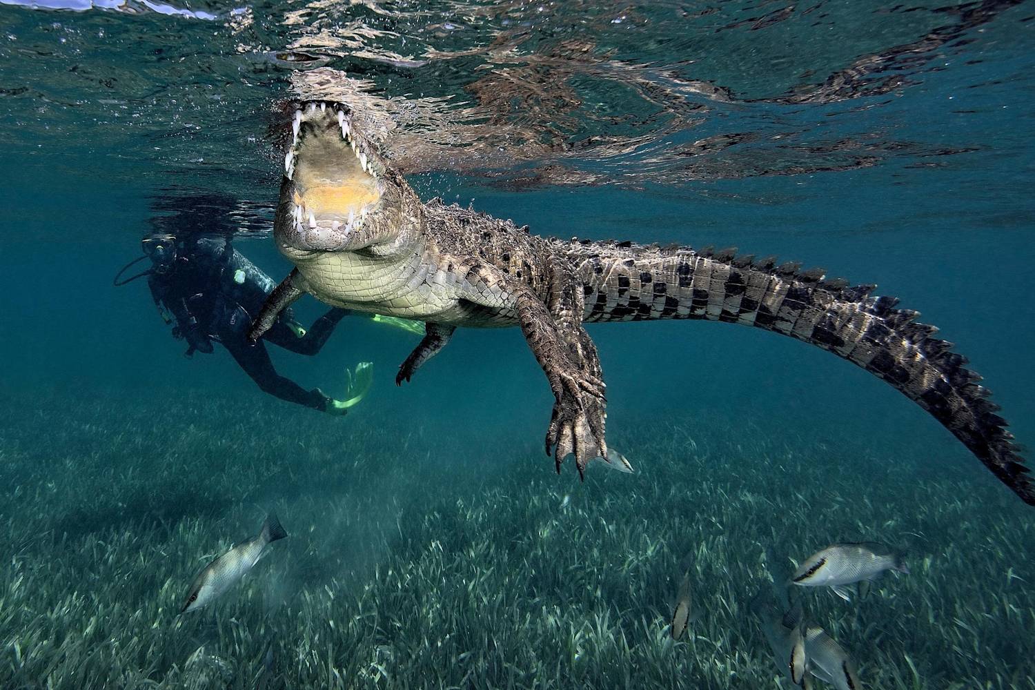 Scuba diving Cuba: Swimming with crocs and sharks
