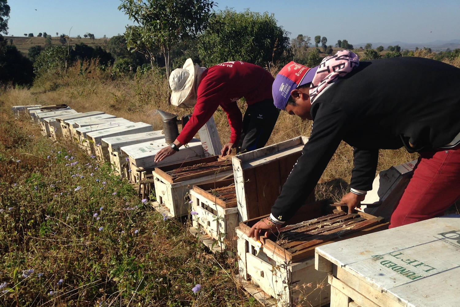 Plan Bee: Myanmar honey cultivating social enterprise