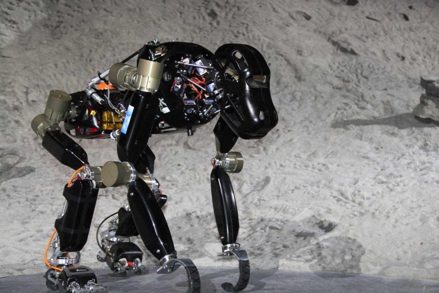 Biorrobots, una herramienta a favor de la biodiversidad