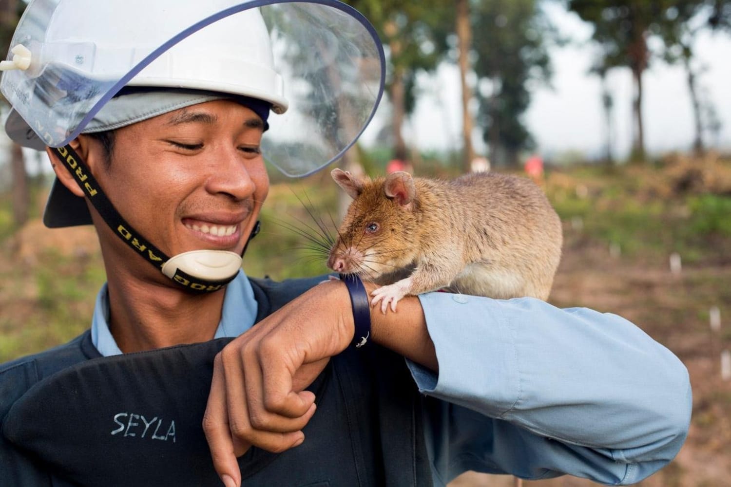 Rats trained to detect landmines save lives in Cambodia