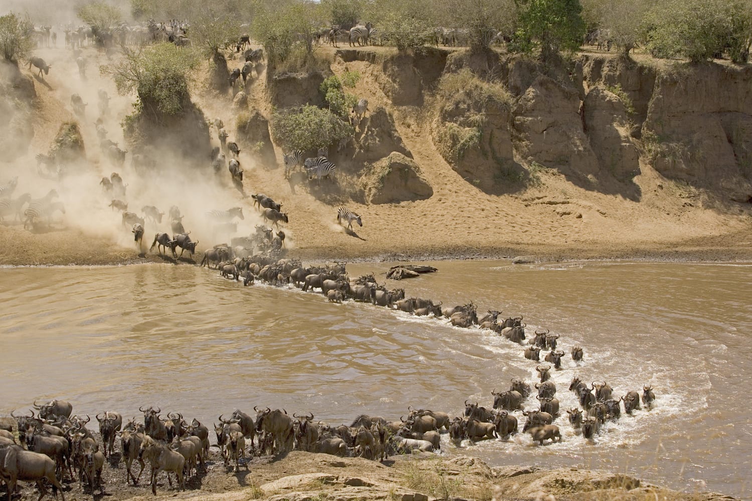 Las mayores migraciones del mundo animal