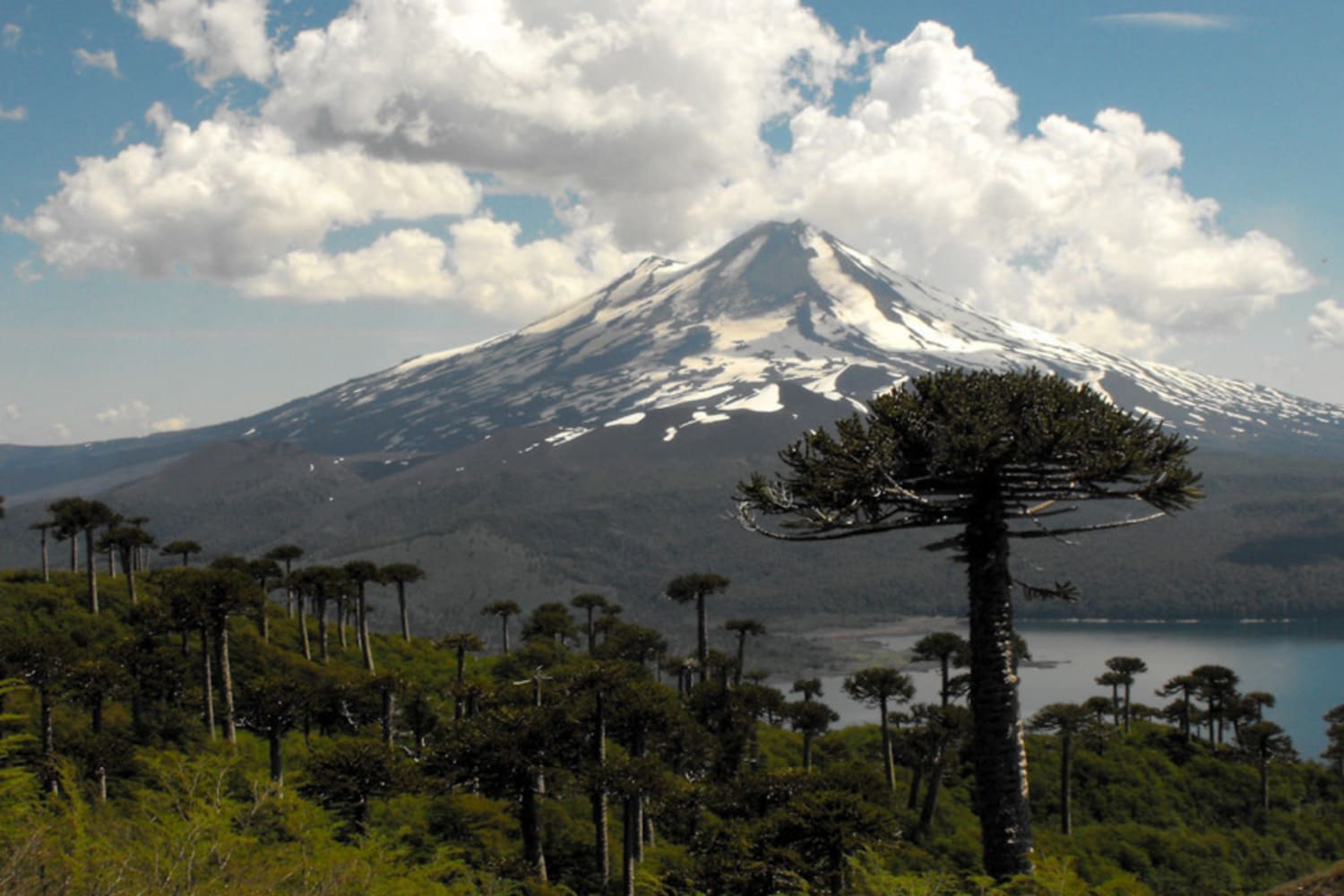 Parque Conguillío una joya nacional