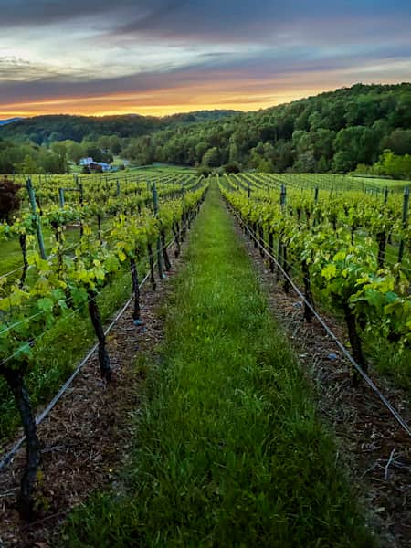 Guide: Under the radar wineries across the US