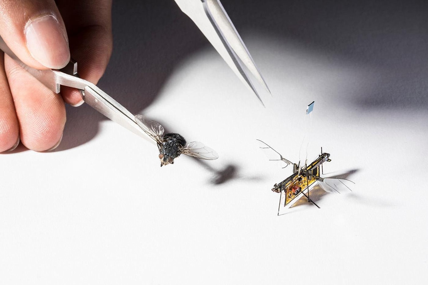 RoboFly: El insecto robótico propulsado por láser