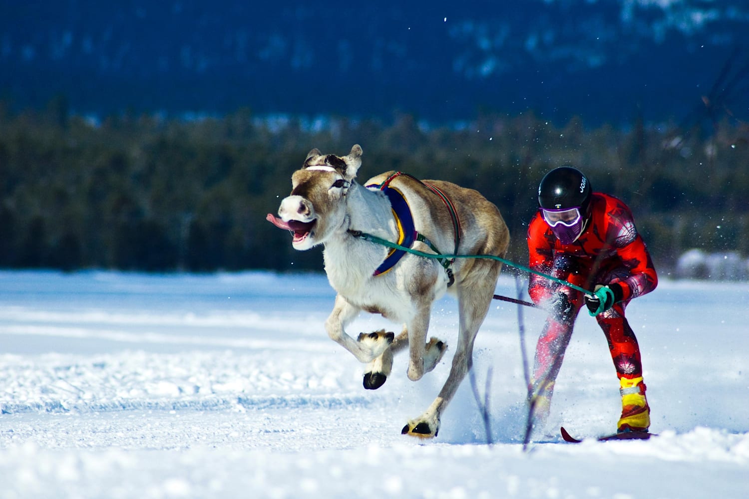 Reindeer racing: 5 interesting facts you need to know