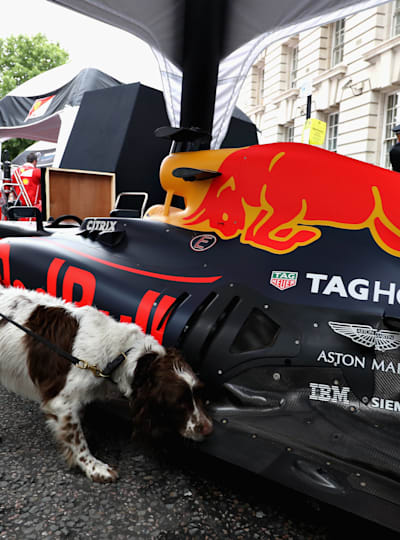 Twarzą w twarz z Godzillą – zwierzęta w świecie F1