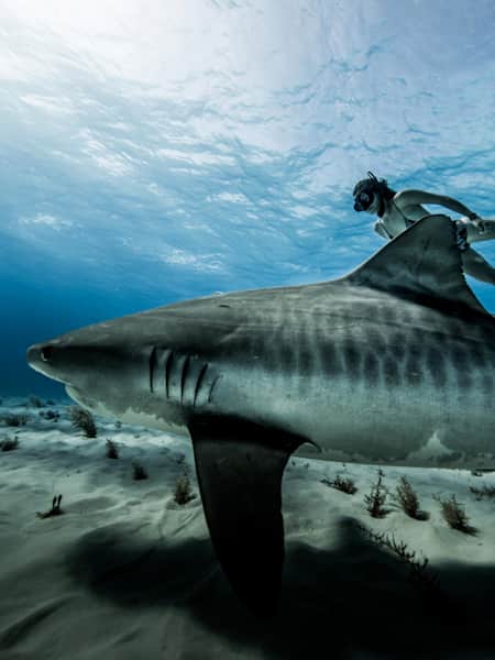 Madison Stewart is saving sharks from overfishing