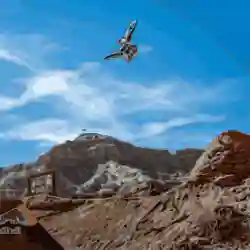 Jaxson Riddle: MTB Freeride | Red Bull Athlete Page