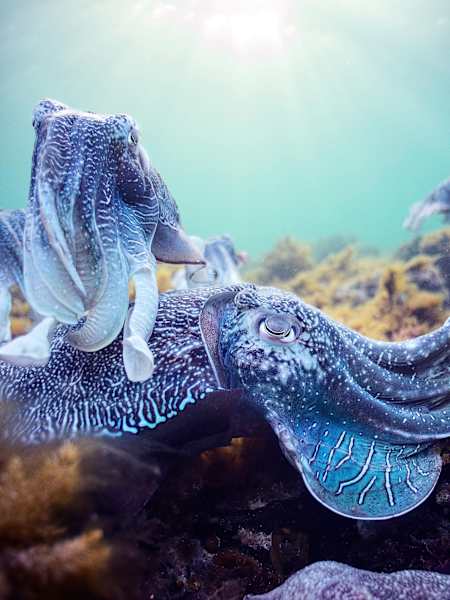 cuttlefish blue planet