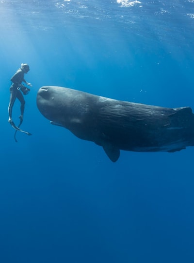 Freedivers Share Amazing Underwater Photos of Whales