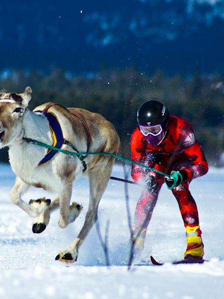 Reindeer racing: 5 interesting facts you need to know