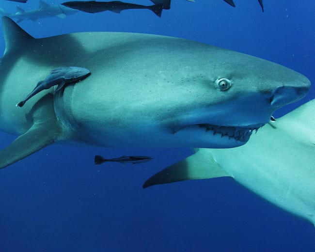 Cómo nadar junto a tiburones blancos