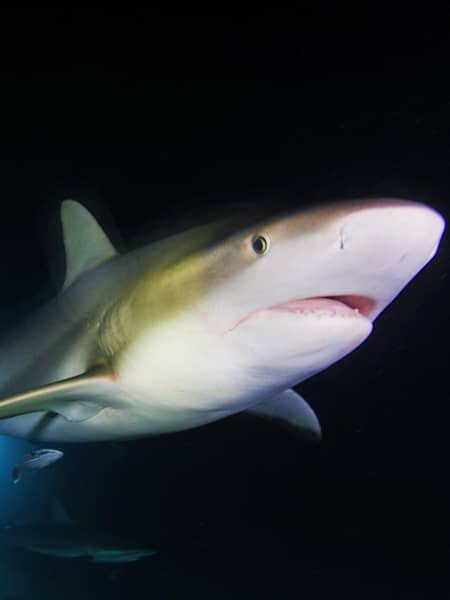 Shark diving by night: The serious hit of adrenaline