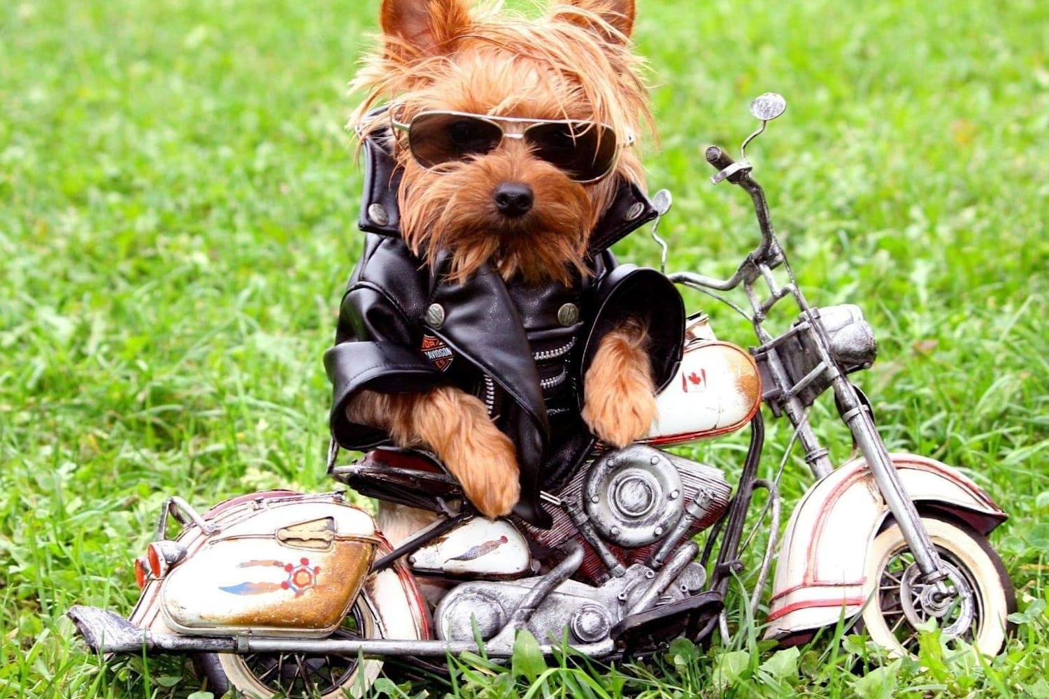 10 cachorros estilosos que se vestem melhor do que você